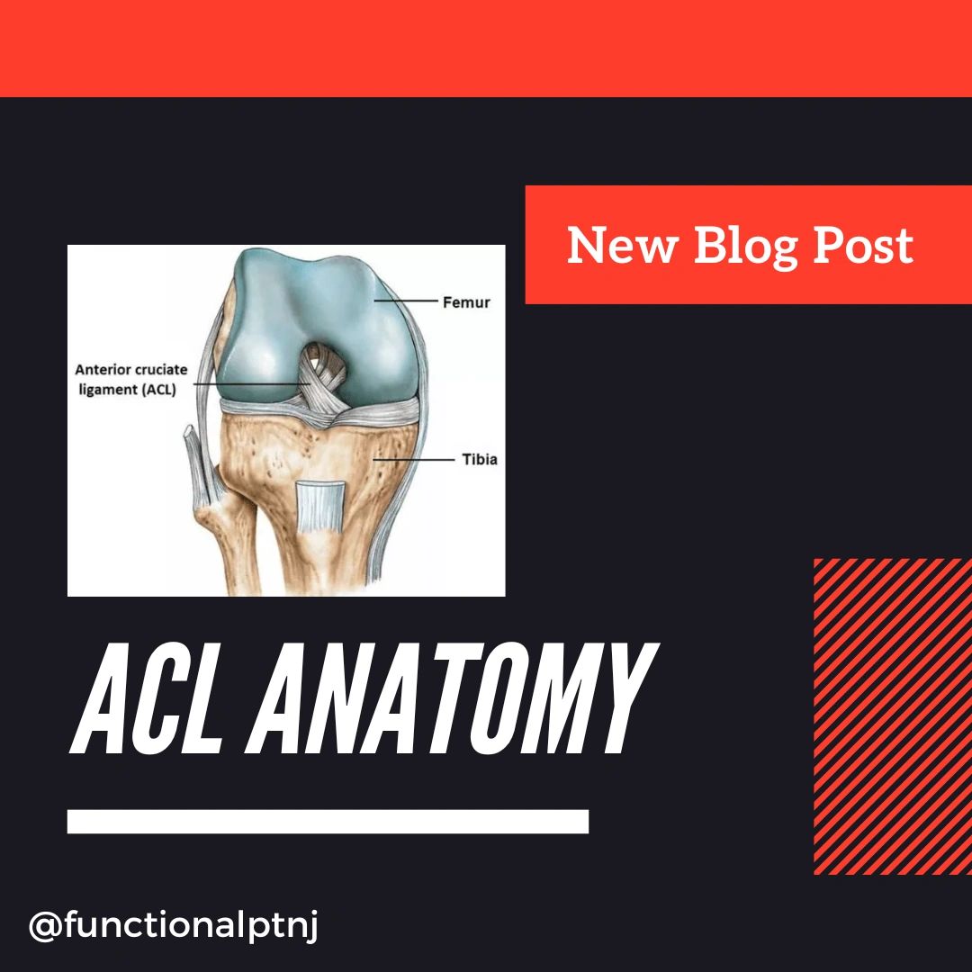 ACL Anatomy